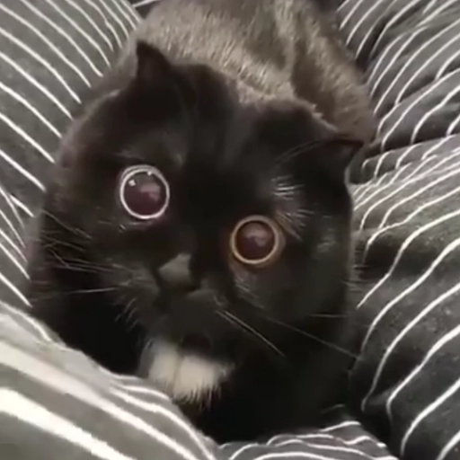 Pack 2 | Sticker Maker