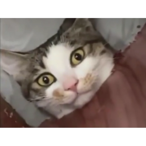 Pack 2 | Sticker Maker