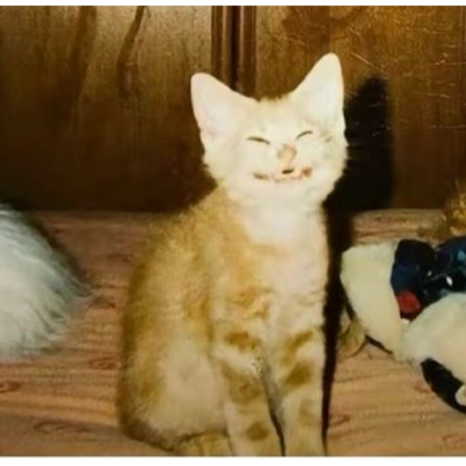 Pack 2 | Sticker Maker