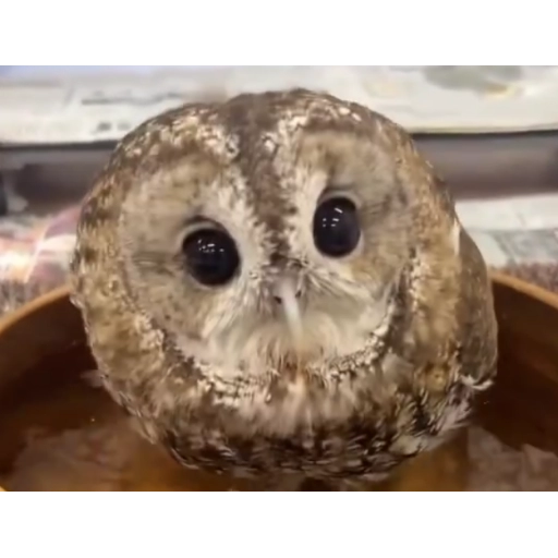 Pack 2 | Sticker Maker